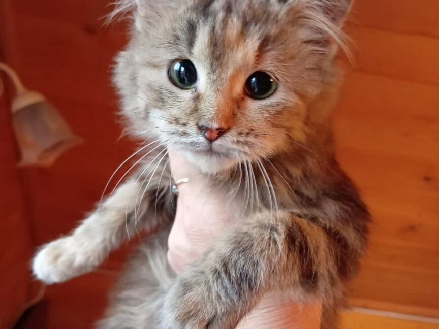Котенок Маруся-5 совсем малышаня ищет дом