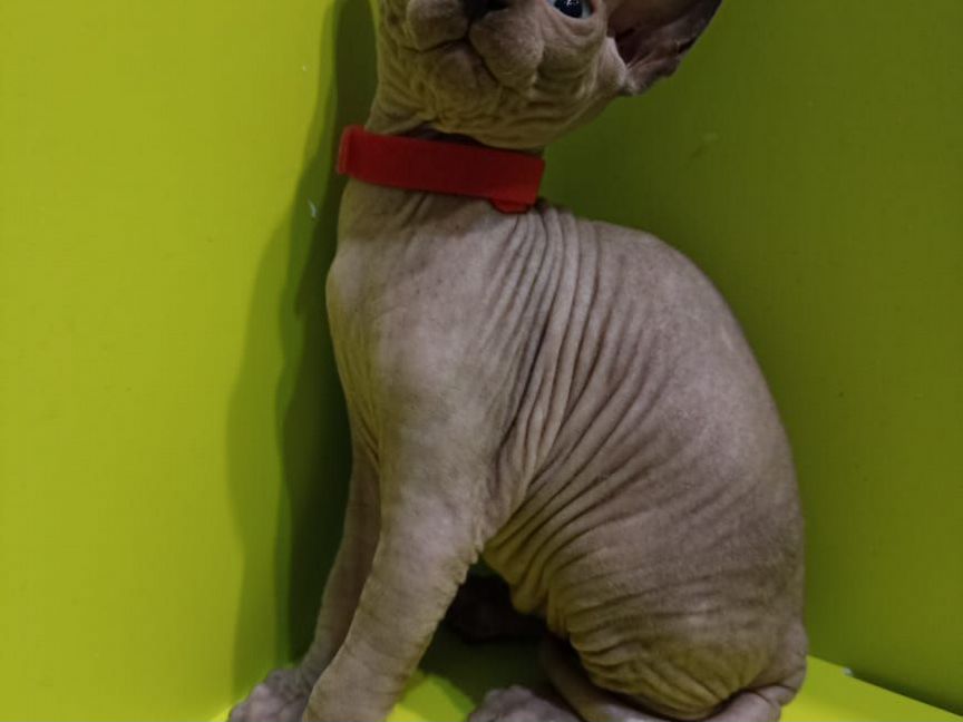 Канадский сфинкс