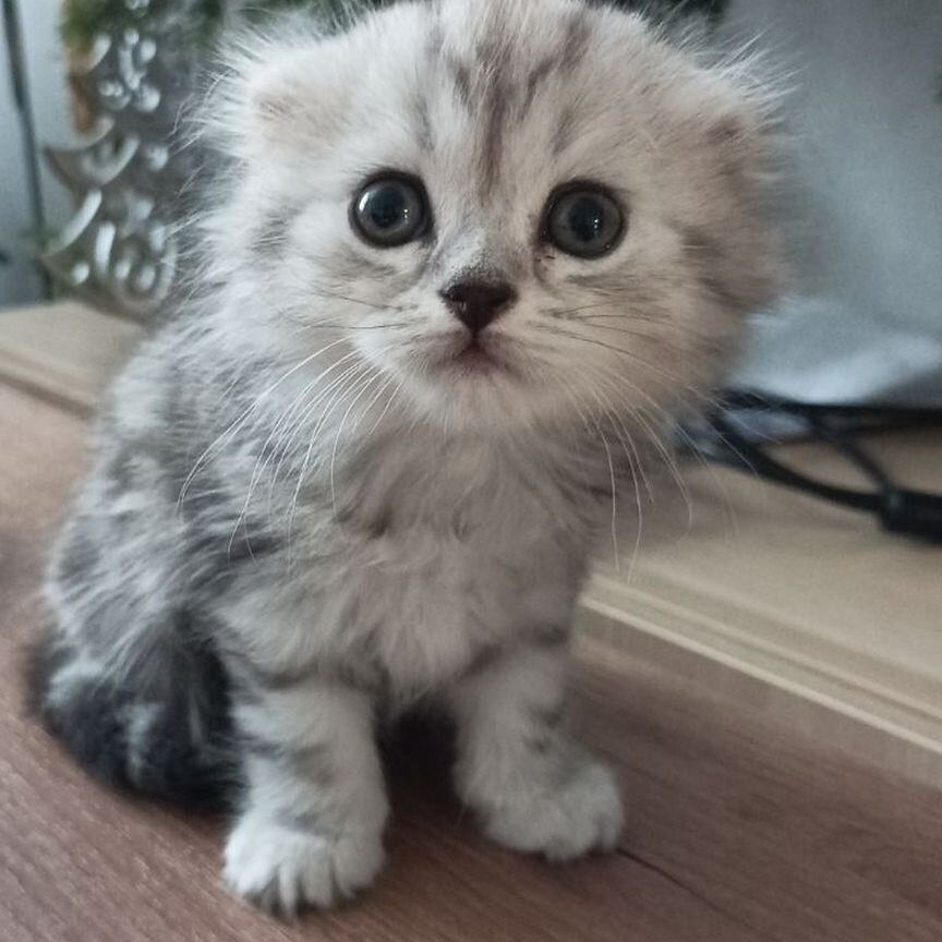 Шотландская