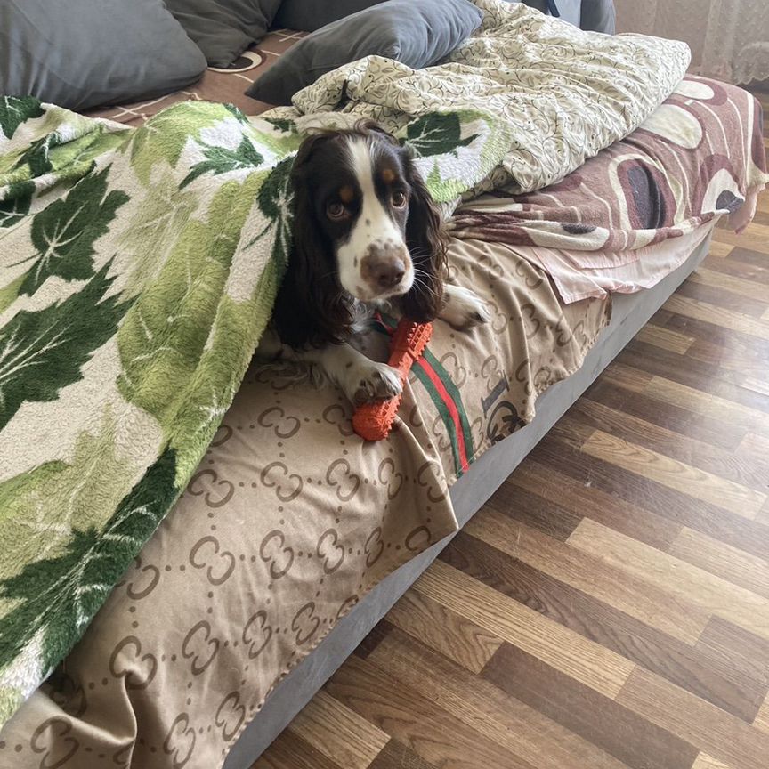 Собака вязка