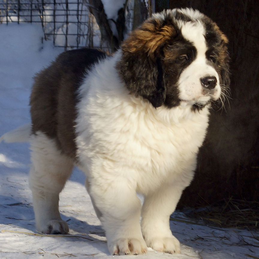 Московская сторожевая, щенок