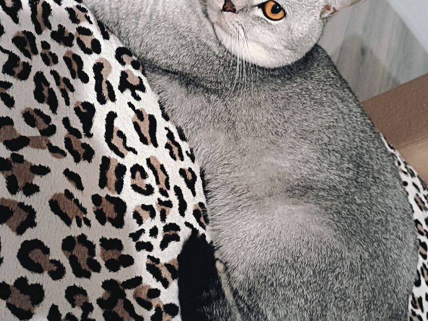 Шотландский кот