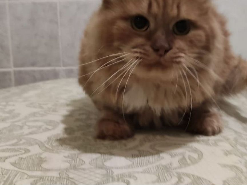 Котик в добрые руки