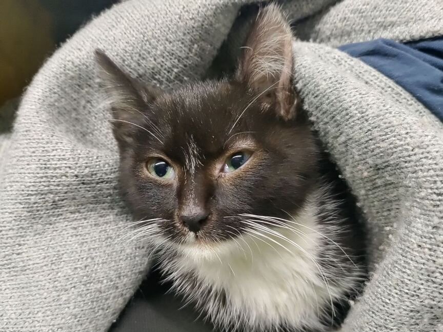 Котенок мальчик бесплатно