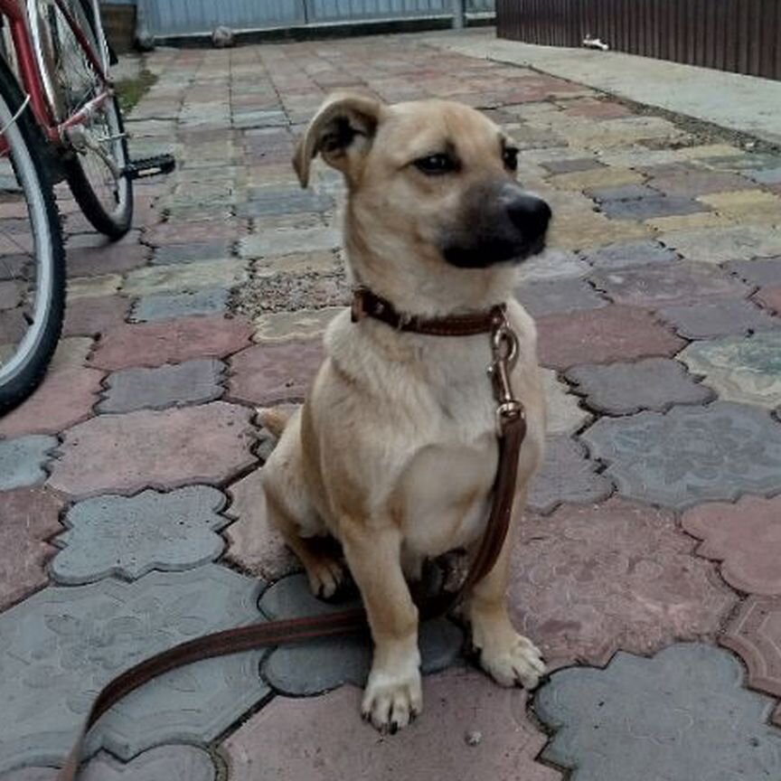 Джек-рассел-терьер, щенок