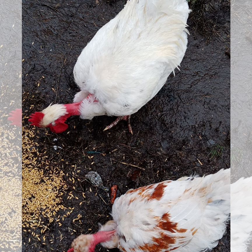 Молодые петушки