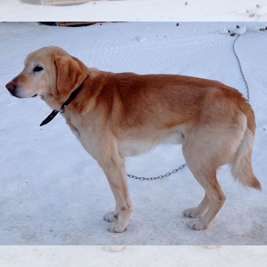 Русская гончая рабочая