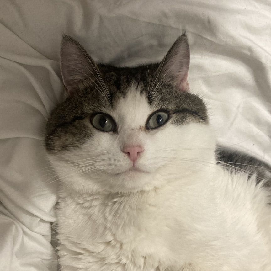 Кот в добрые руки