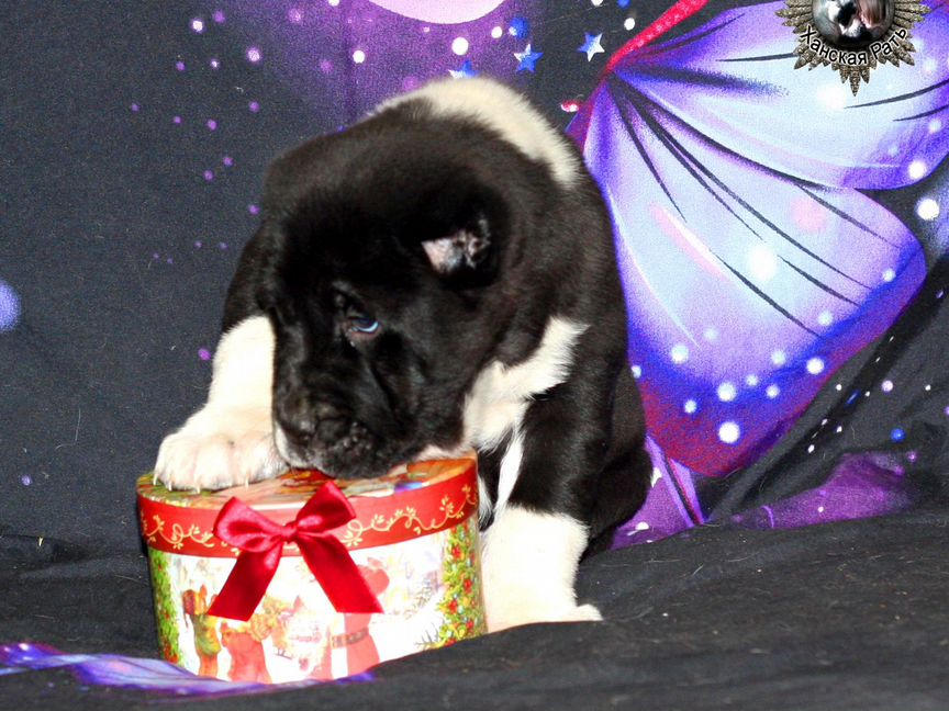 Алабай. Достойное происхождение,проф.выращивание