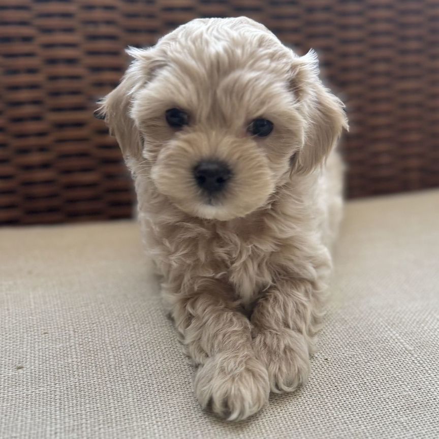 Мальтипу, щенок