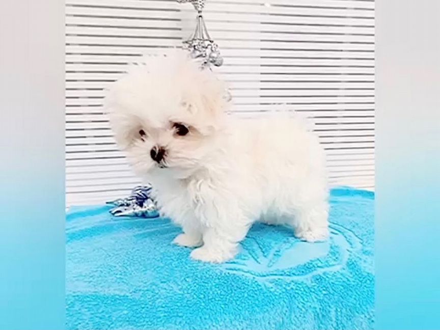 Мини мальтезе, мальчик