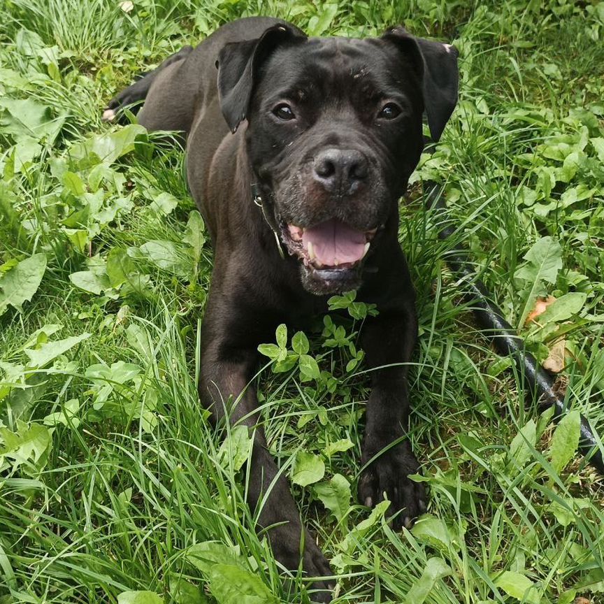 Американский питбультерьер, взрослая собака