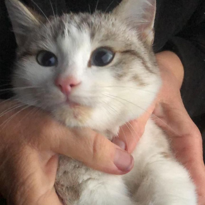 Голубоглазый котенок
