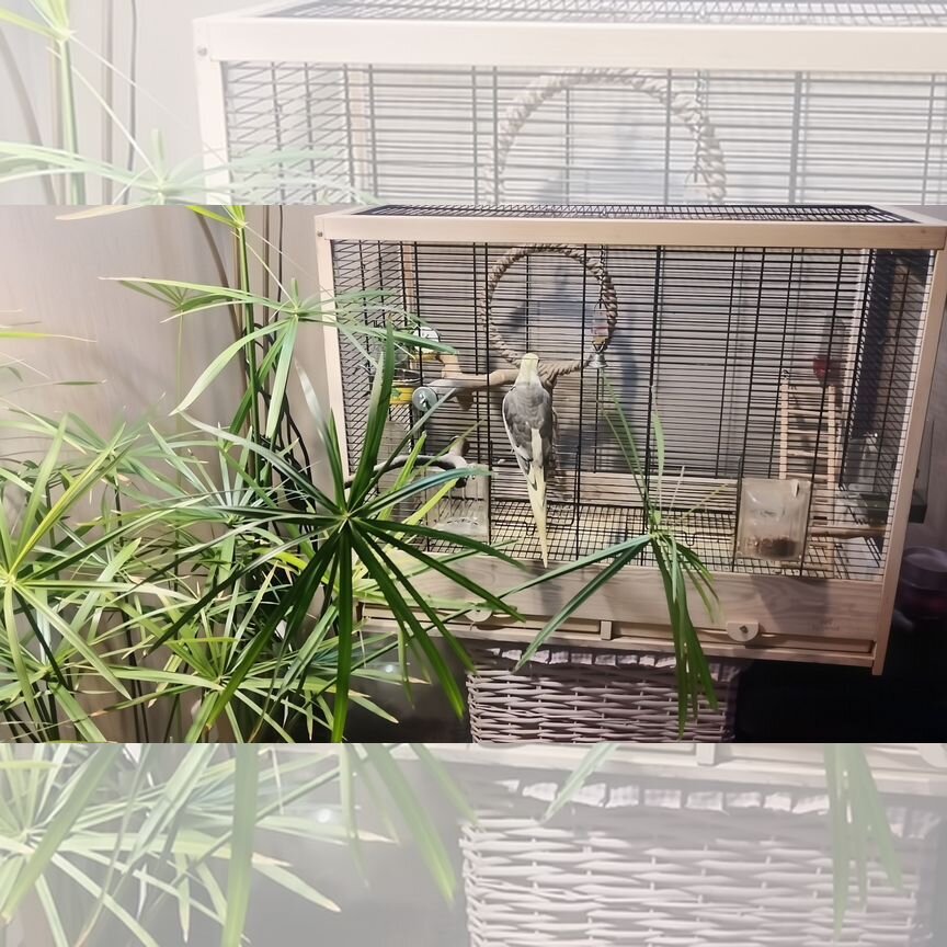 Продается говорящий попугай с большой клеткой