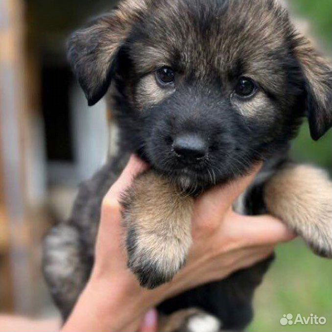 Пушистые детки