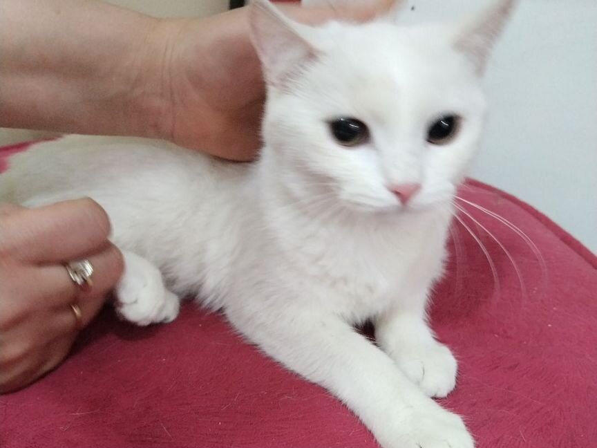 Кошечка в добрые руки