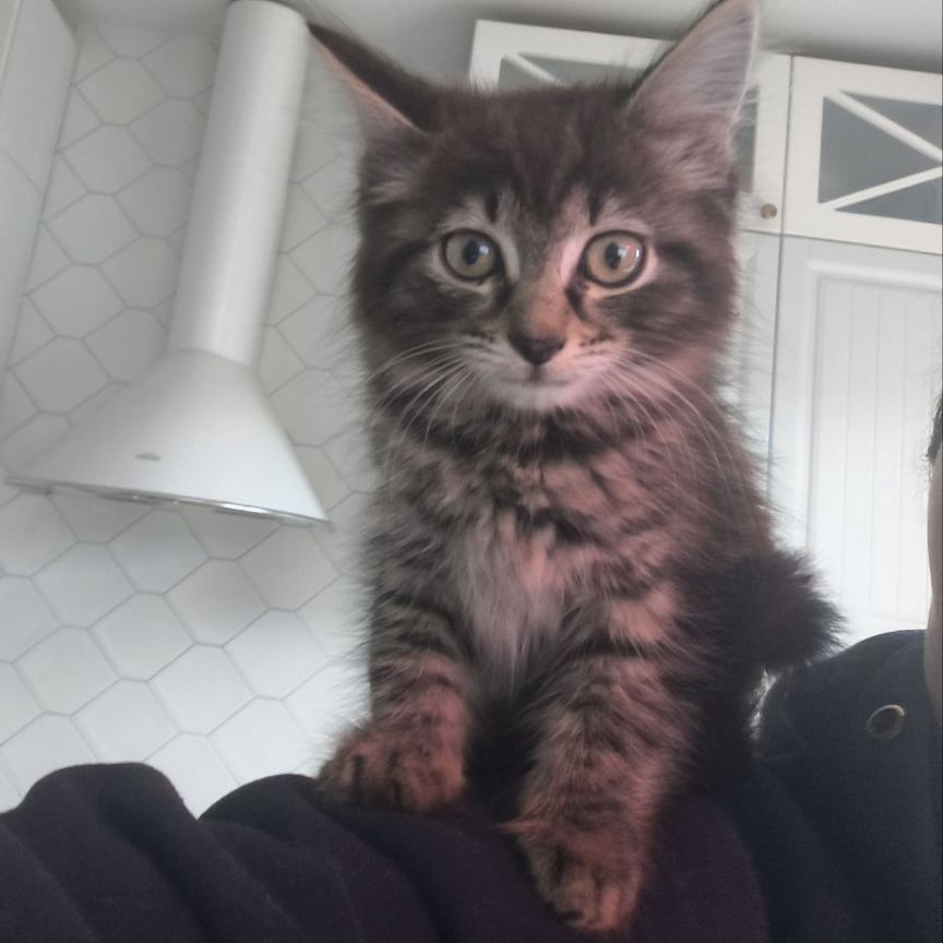 Котёнок в добрые руки