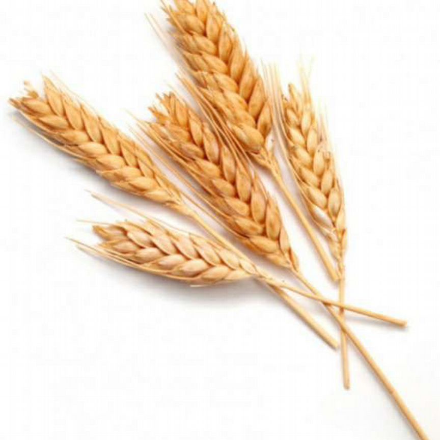 Озимая пшеница