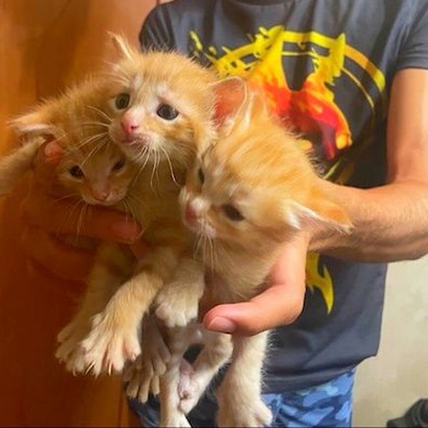 3 котенка бесплатно