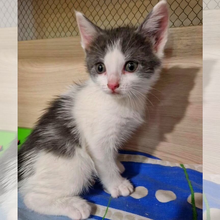 Котёнок в добрые руки