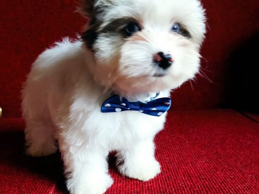 Голубоглазый блондин