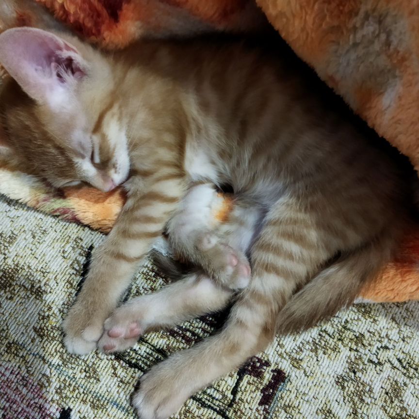 Котята бронь бесплатно