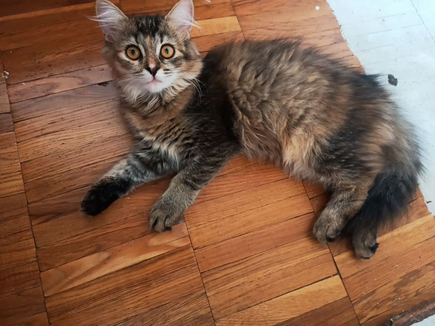 Котенок милая от домашней кошки