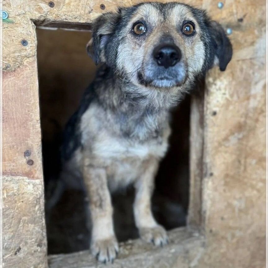 Взрослая собака в добрые руки