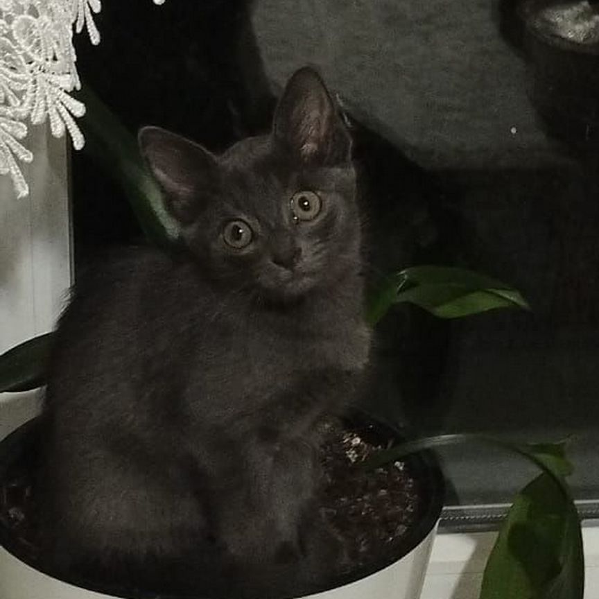 Котёнок в добрые руки