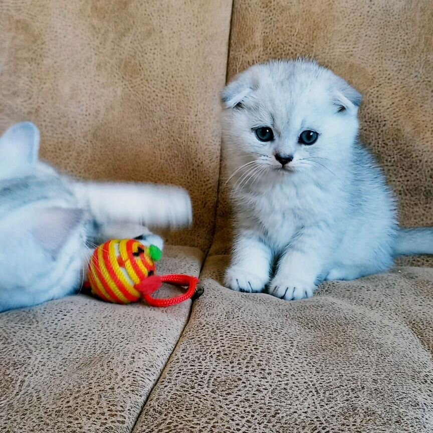 Шотландские котята