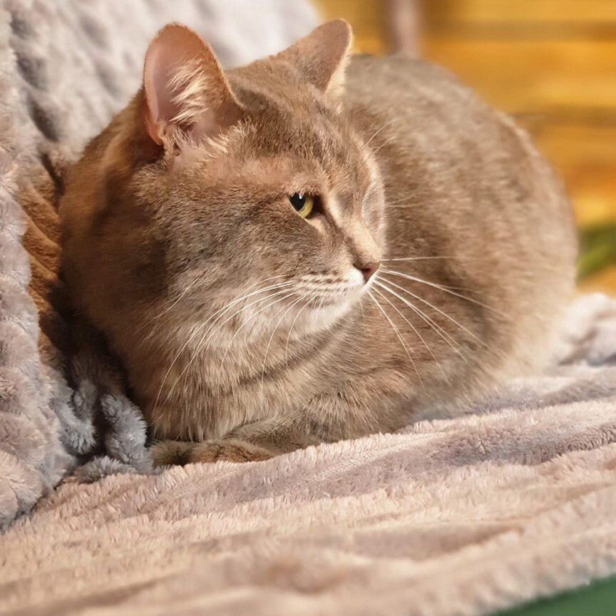 Котики на счастье в дар