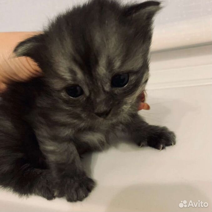 Египетская мау котята