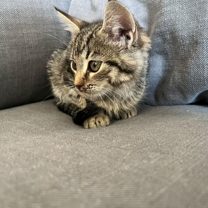 Котенок в добрые руки