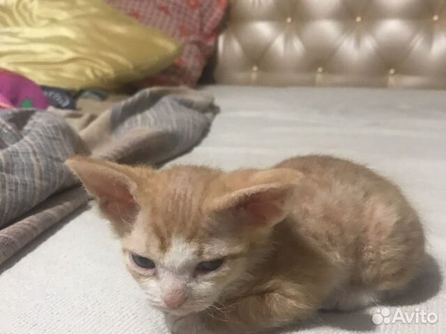 Котёнок браш