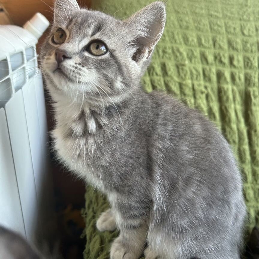 Котята: серый, черный и трехцветный