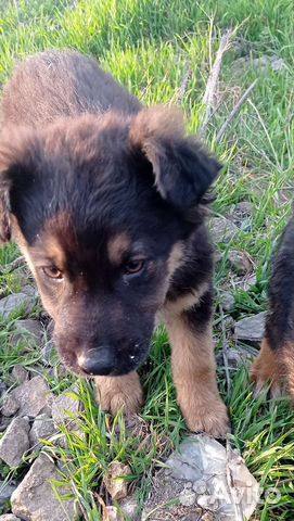 Щенок по имени Бруно в добрые руки