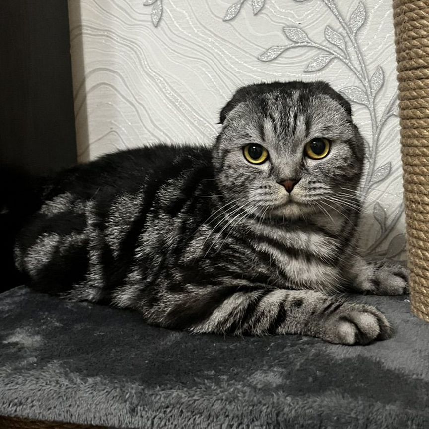 Шотландский вислоухий кот