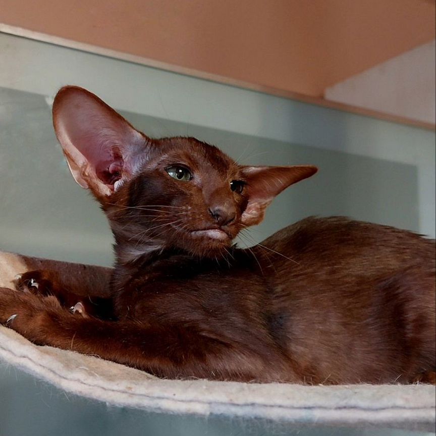 Ориентальный котенок(кот)