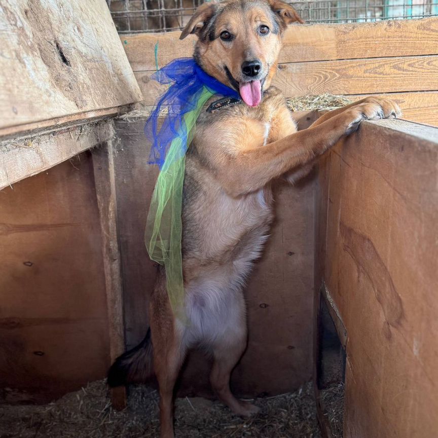 Взрослая собака в добрые руки