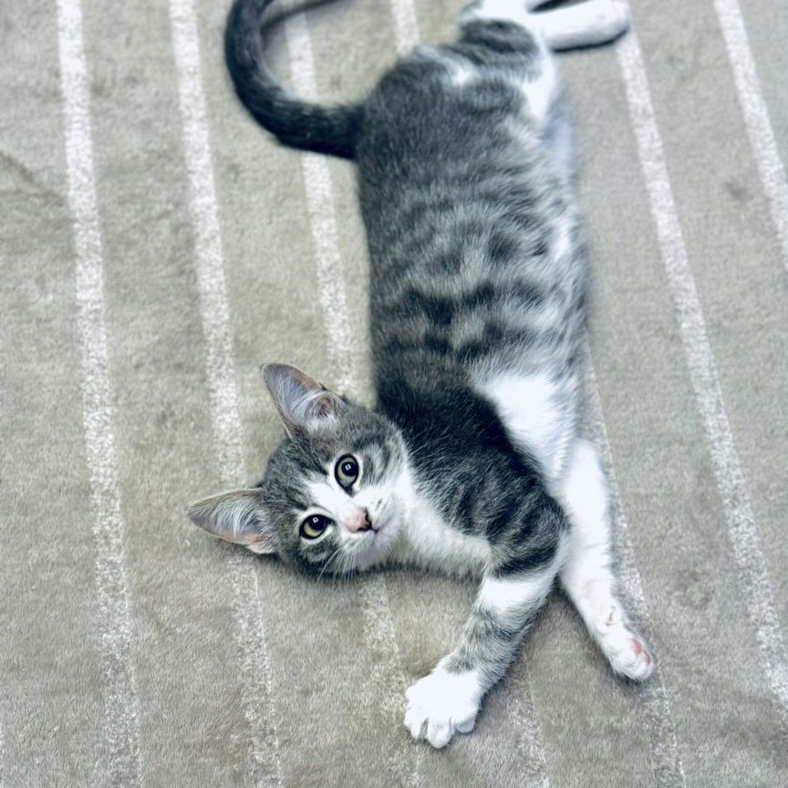 Котенок мальчик