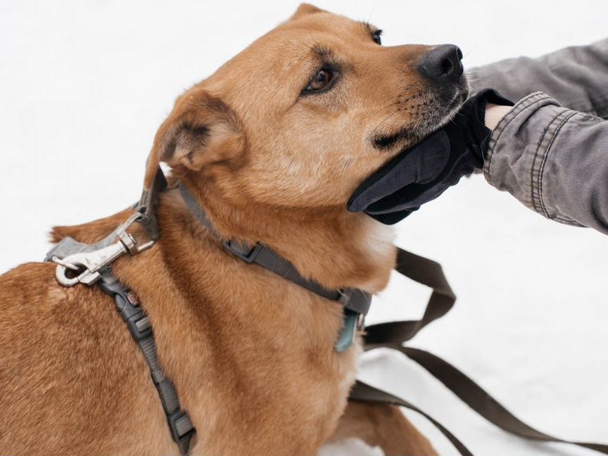 Нежность и преданность в одной собаке