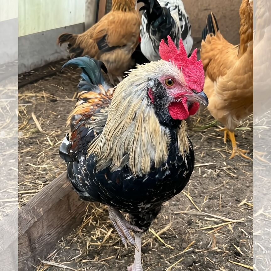 Молодые петухи