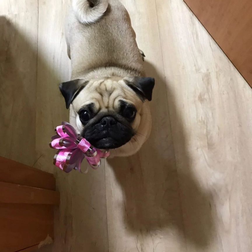 Мопс