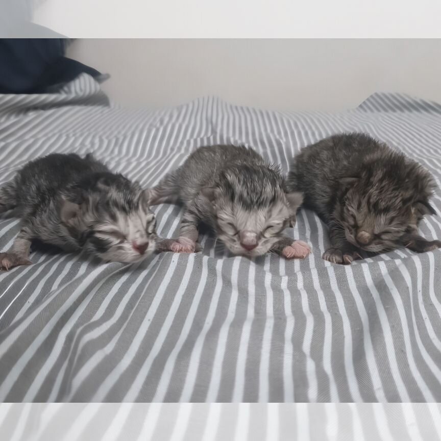 Китайский Ли Хуа котёнок