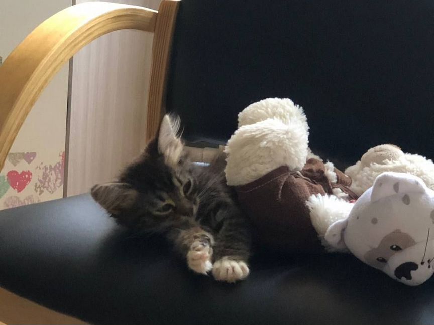 Отдам котенка заботливым хозяевам