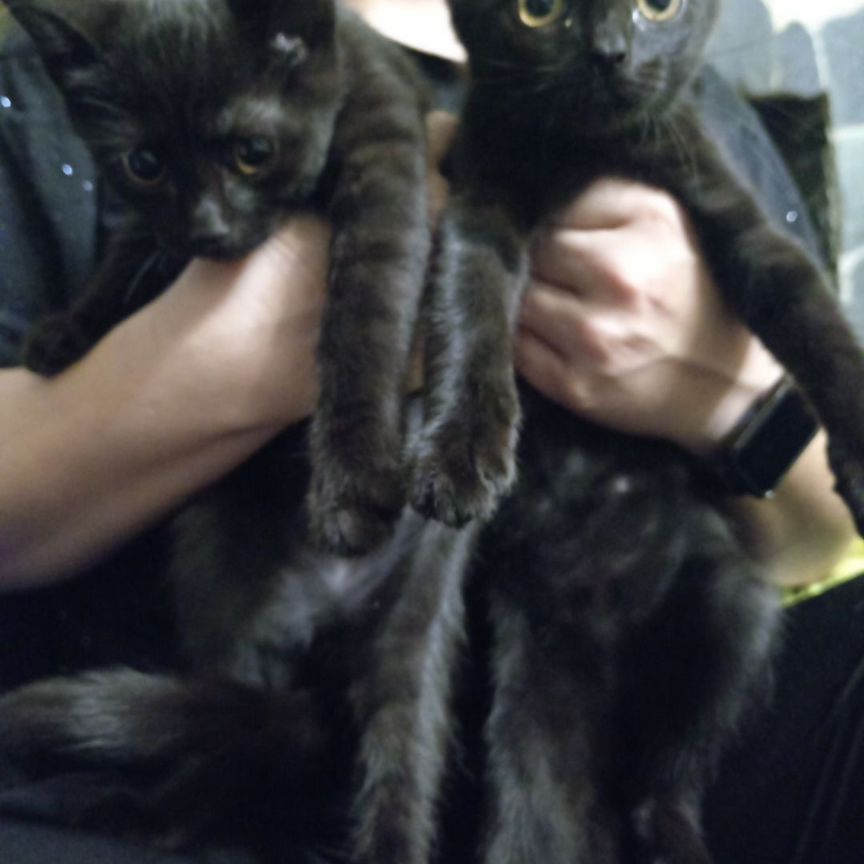 Котята в добрые руки бесплатно