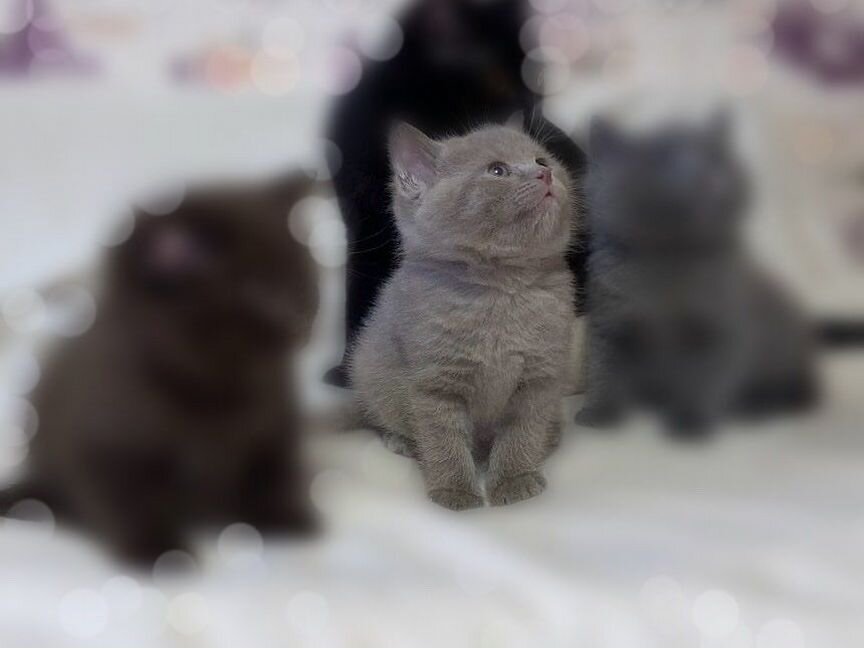 Котенок девочка шотландская