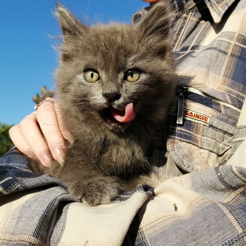 Котомалыши верят в чудо
