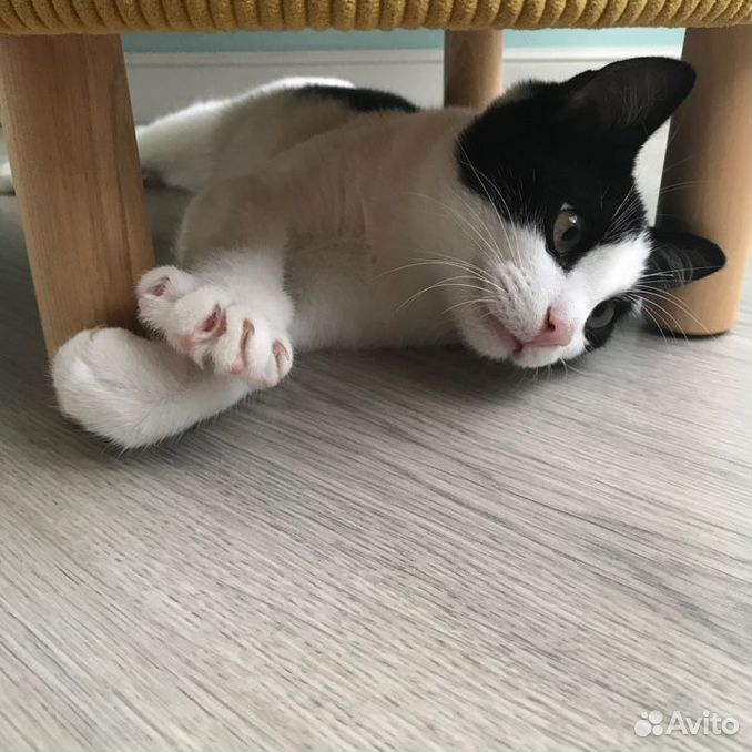 Кот Бегемот