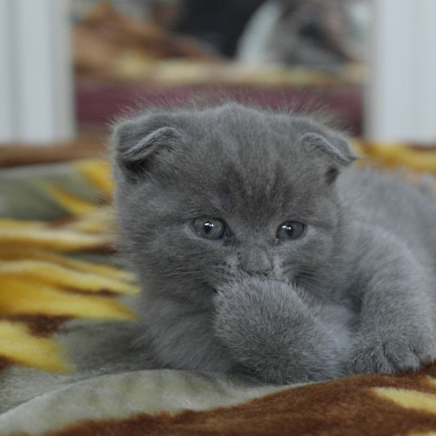 Шотландские котята